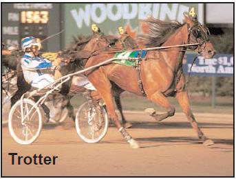 Harness Racing 101 – KeenelandSelect